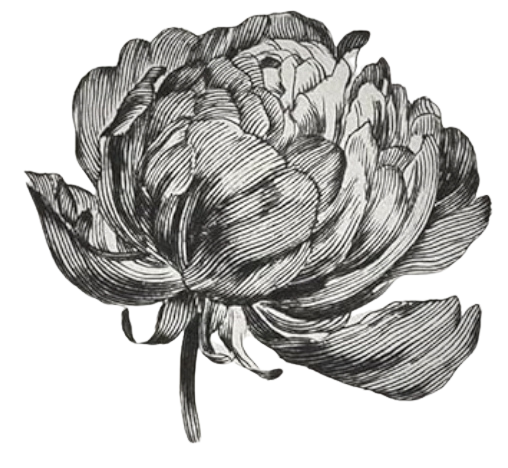 Renée Darline Roden © 2024